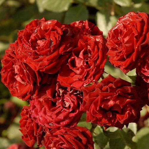 Купить Саженцы розы флорибунда Таманго (Rose Tamango), цена 75 ₴ — Prom ...