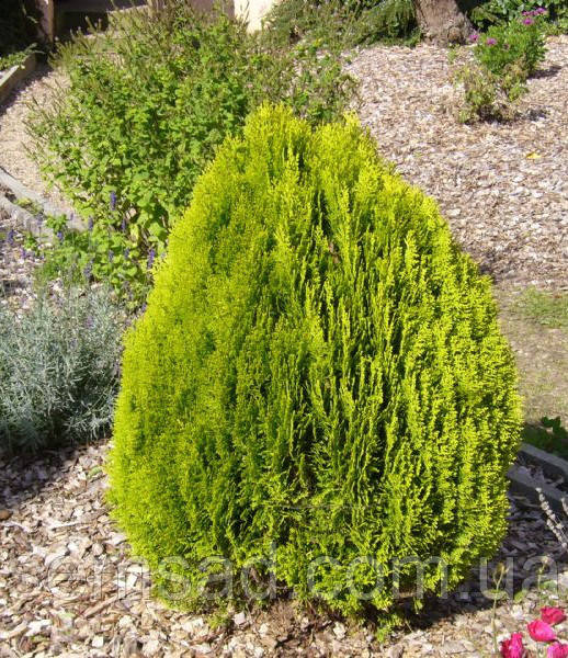 Туя Восточная " Ауреа Нана" \ Thuja Orientalis 'Aurea Nana' ( Р9 15 ...