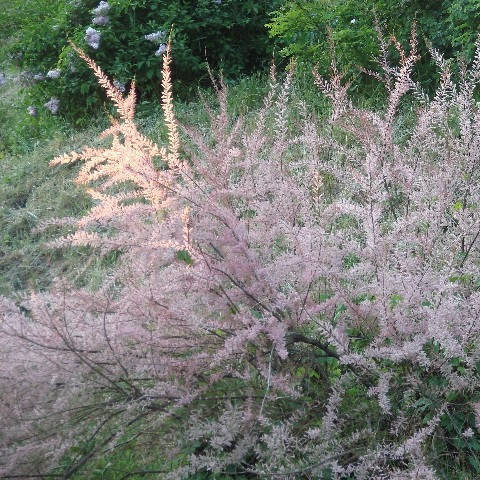 Купить Саженцы Тамарикса (Бисерник) (Tamarix) Р9, цена 60 ₴ — Prom.ua ...