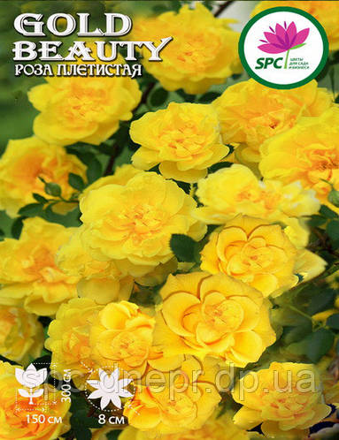 Купить Роза плетистая Gold Beauty(Golden Showers), цена 75 ₴ — Prom.ua ...