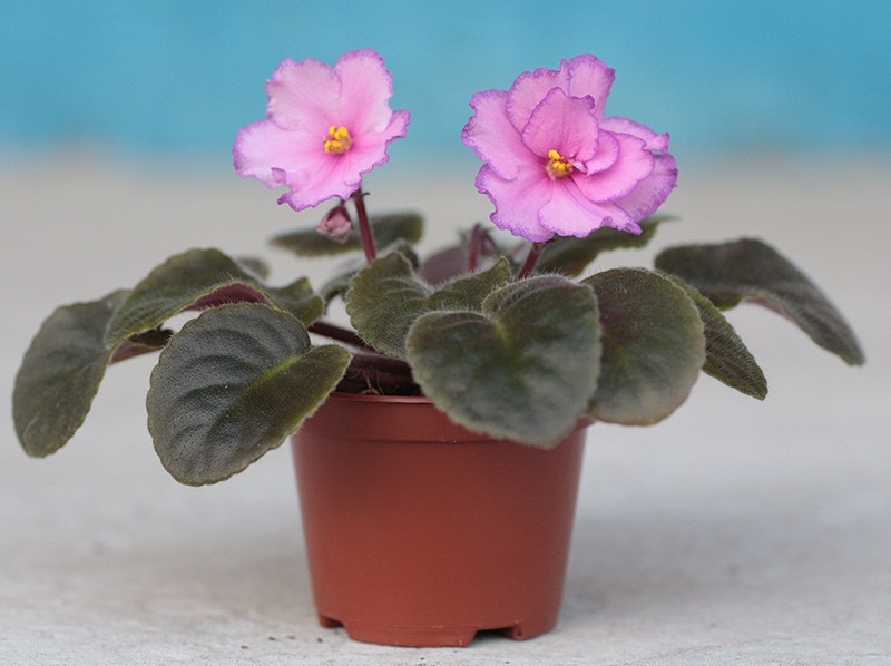 Фіалка ЕК-545ські ліхтарики: продаж, ціна у Києві. Рослини в горщиках ...