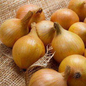 Штутгартер лук-севок,1 кг — среднеранний, для осенней и весенней ...