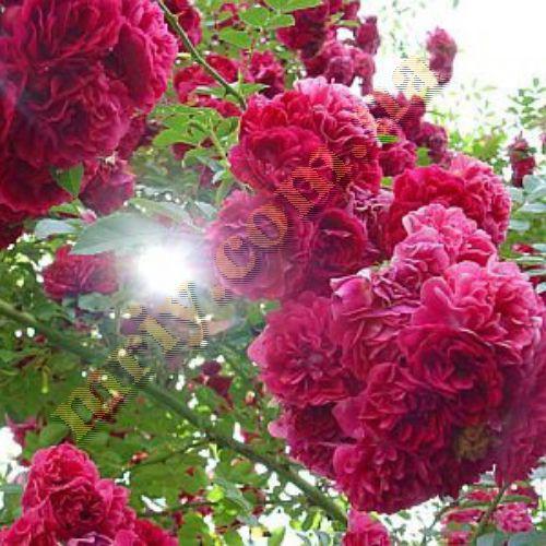 Саженец роз чайно-гибридной АВАЛАНЖ - купить по лучшей цене в ...