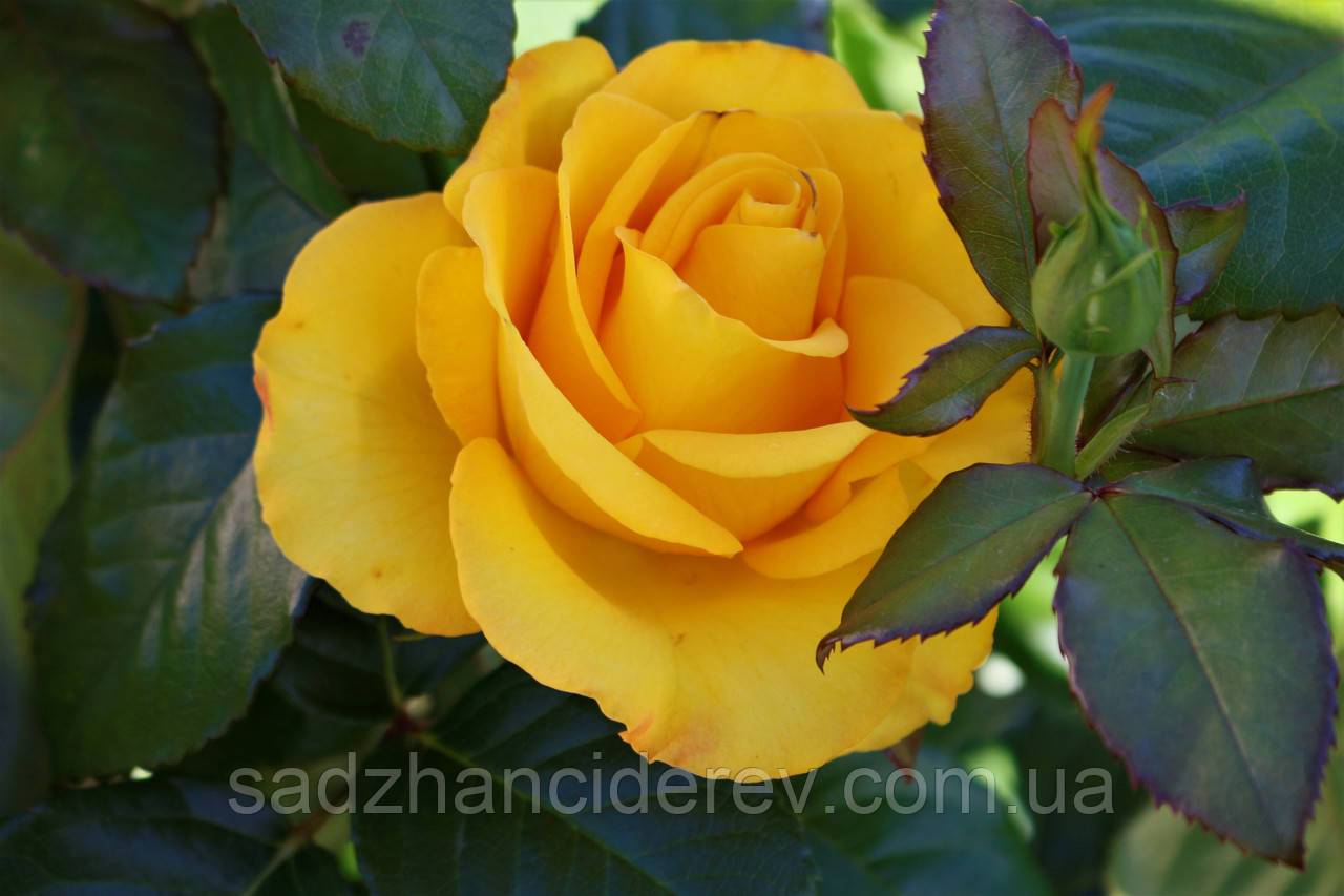 Саженцы роз Керн (Kern, Керіо). Саженцы лучшего качества! Оптовые цены ...