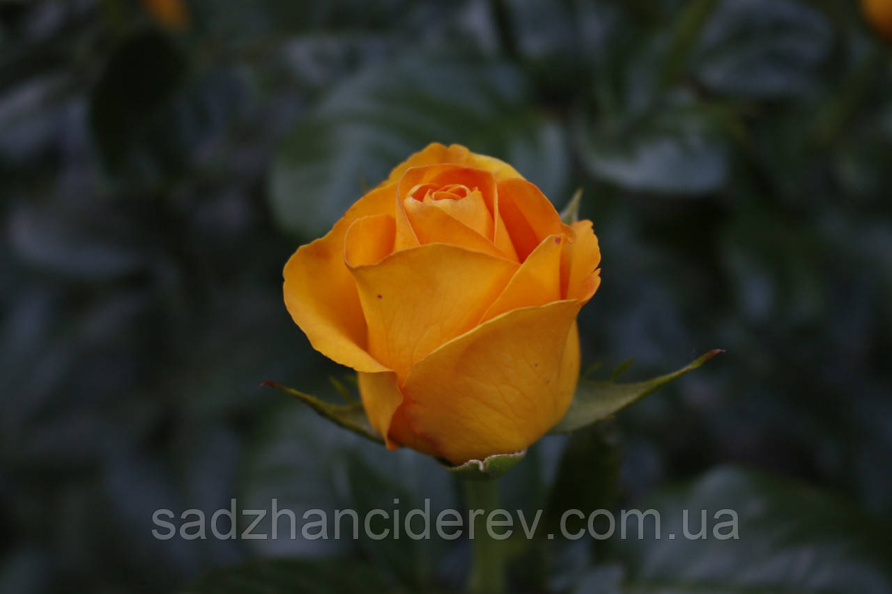 Саженцы роз Керн (Kern, Керіо). Саженцы лучшего качества! Оптовые цены ...