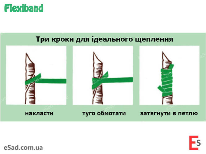 Резинка для прививки Flexiband A 140*3,5 мм, 2900 шт, цена 1004.30 грн ...