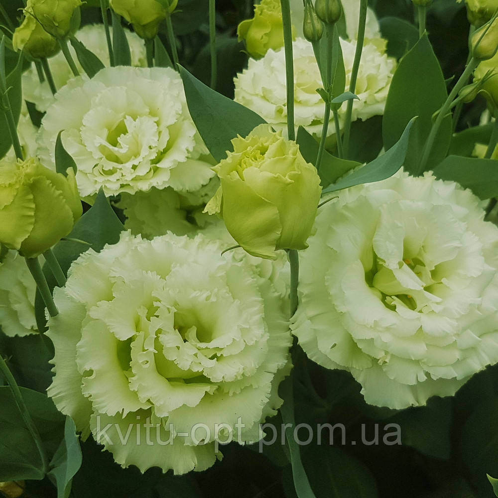 Alissa 2 Green Improved - купить по лучшей цене в Мелитополе от ...