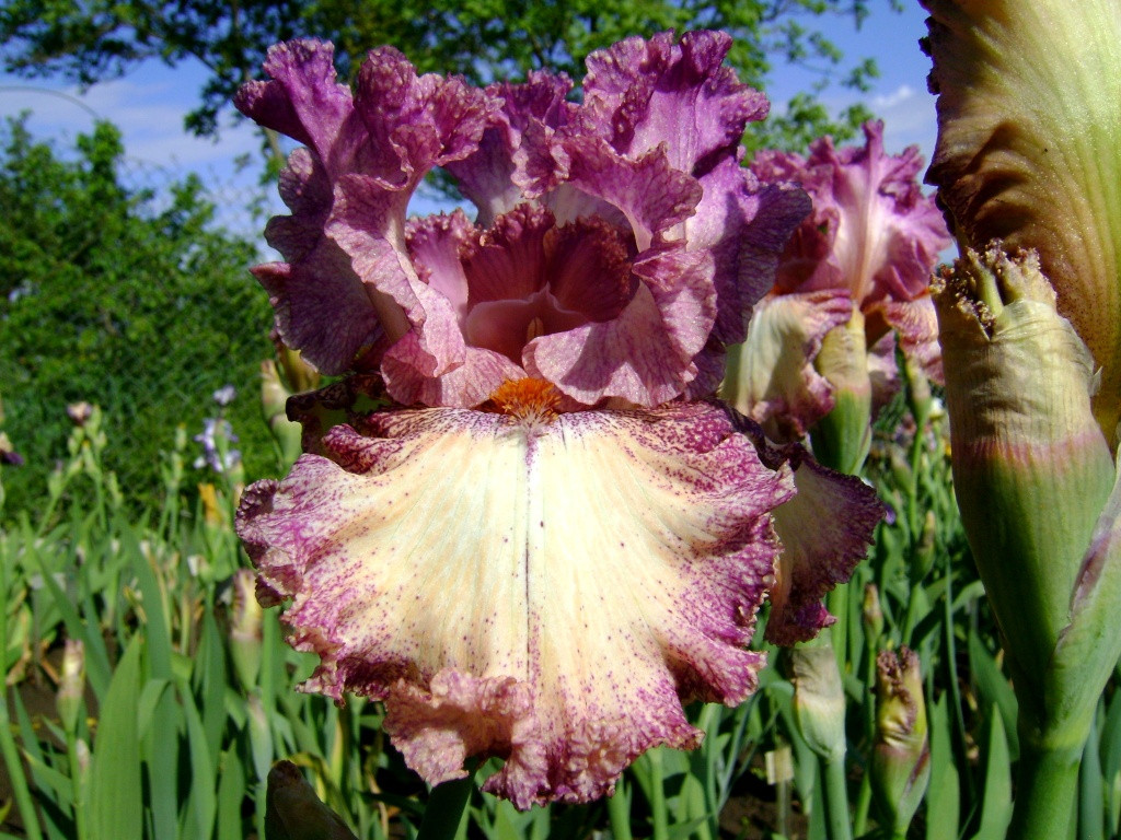 Купить Ирис Brazen Beauty Бразен Бьюти (Meek 1994) (саженцы), цена 30 ...