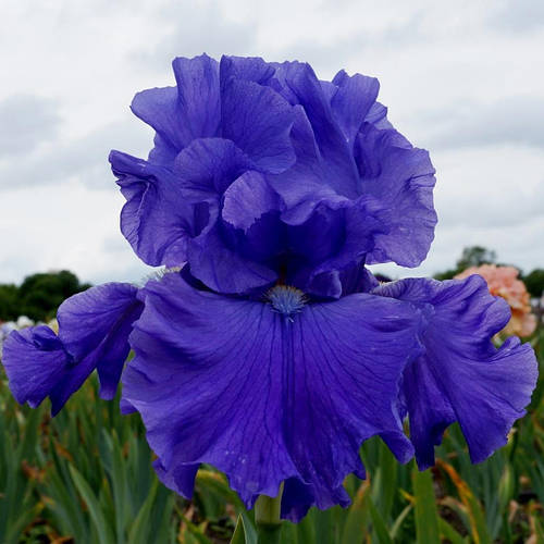 Ирис Breakers Брейкерс (Schreiner 1986) (саженцы) (ID#797161116), цена ...