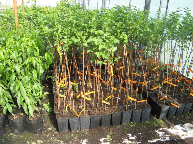 Агрус (ID#66839875), цена: 40 ₴, купить на Prom.ua