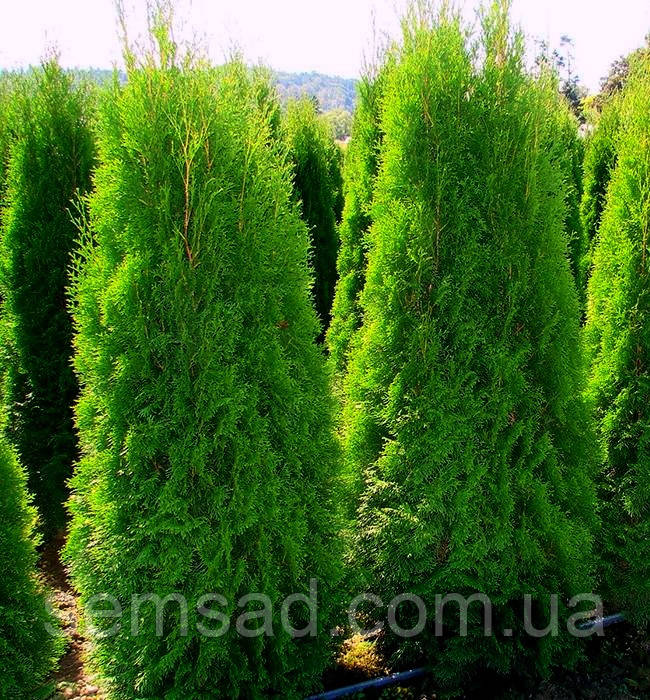 Туя западная Пирамидалис Компакта \ «Pyramidalis Compacta» (С1.5л - 20 ...