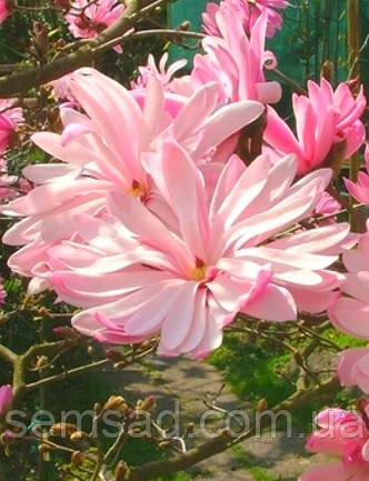 Магнолия лебнера Распберри Фан \ Magnolia loebneri Raspberry Fun ...