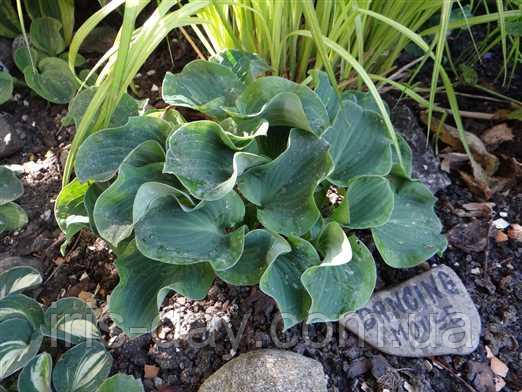 Хоста Dancing Mouse Дэнсин Маус (ID#828802138), цена: 250 ₴, купить на ...