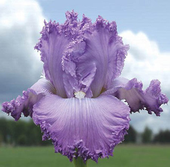 Ирис Super Model Супер Модель (Johnson 2007) (саженцы) (ID#832966340 ...