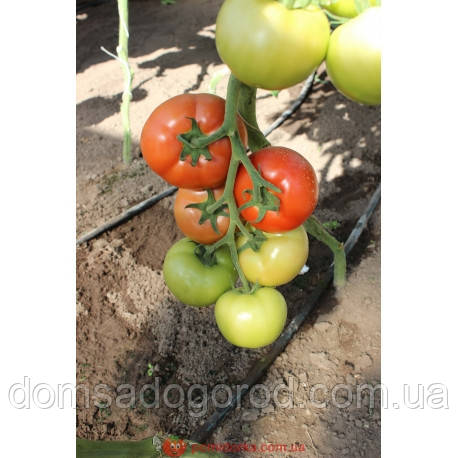 Купити Томат МАХИТОС F1 | MAHITOS F1 Rijk zwaan 100 шт, ціна 324.90 ...