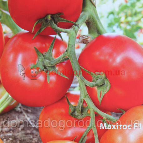 Купити Томат МАХИТОС F1 | MAHITOS F1 Rijk zwaan 100 шт, ціна 324.90 ...