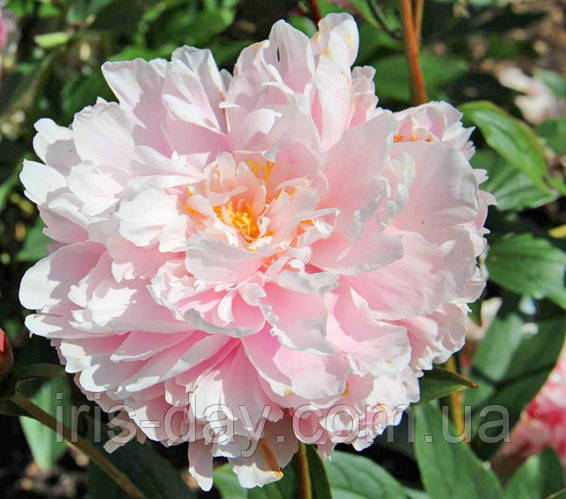 Купити Пион Lady Alexandra Duff Леди Александра Дафф (Kelway 1902 ...