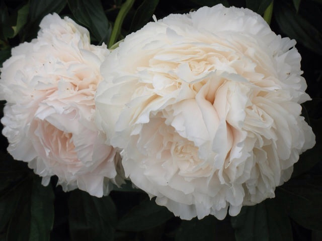 Пион Solange Соланж (Lemoine ,1907, Франция) (саженцы): продажа, цена в ...