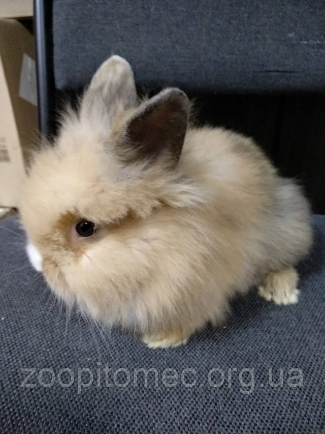 Кролик декоративний львиноголовий: продажа, цена в Киеве, Украине ...