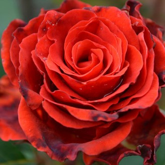 Купить Саженцы чайно-гибридной розы Эль Торо (Rose El Toro) оптом/розница