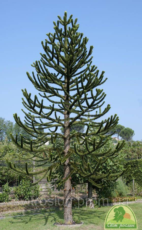 Купить АРАУКАРИЯ ЧИЛИЙСКАЯ (ARAUCARIA ARAUCANA) /Н 0.9-1.0 М / С20 ...