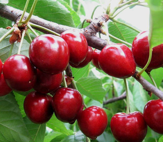 Купити Черешня Крупноплідна, ціна 129 ₴ - Prom.ua (ID# 890190717)