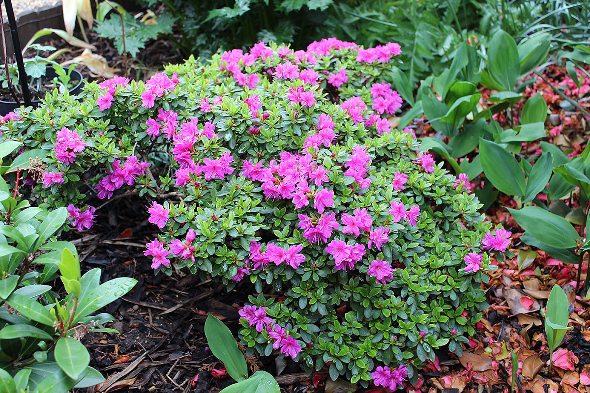 Азалія японська Geisha Purple 4 річна, Азалия японская /рододендрон ...