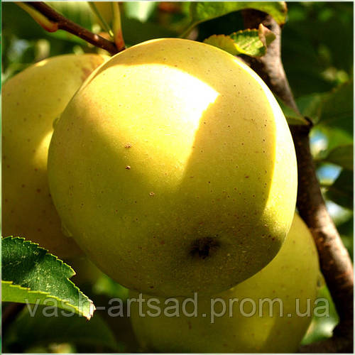 Яблуня Голден делішес, ціна 90 грн — Prom.ua (ID#901810491)