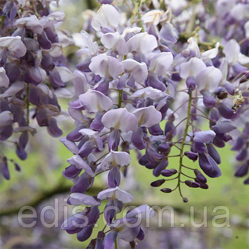 Купить Глициния Amethyst (Аметист), саженец 3 г. в контейнере 2 л. в ...