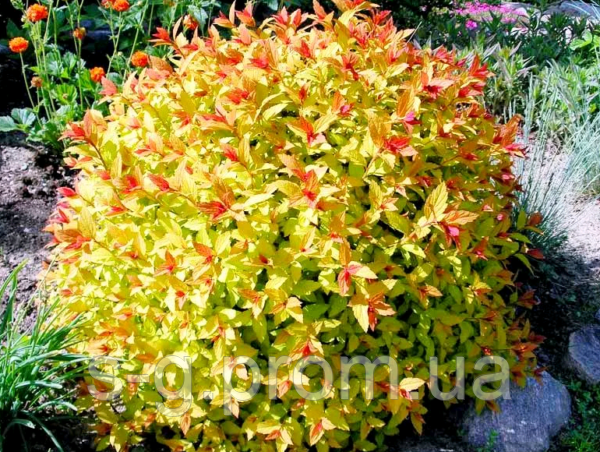 Спирея японская Голдфлейм (спирея Spiraea japonica Goldflame) (ID ...