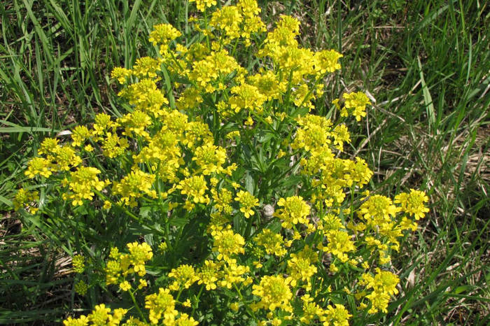 Купити Суріпиця звичайна 50 грам, ціна 25 грн - Prom.ua (ID# 961396099)