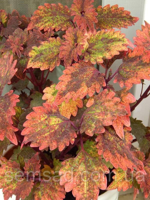 Колеус гибридный " Анастас " № 87 \ Coleus hybridus ( саженцы): продажа ...