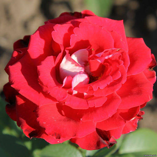 Саженцы чайно-гибридной розы Динамит (Rose Dynamite) (ID#988538710 ...
