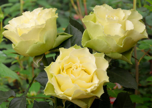 Купить Роза чайно-гибридная Лимбо (Limbo), цена 55 грн — Prom.ua (ID ...