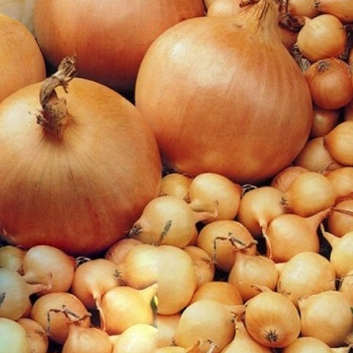 Лук севок "Альфа", Голландия. 500 г., цена 62 грн — Prom.ua (ID#1009752611)