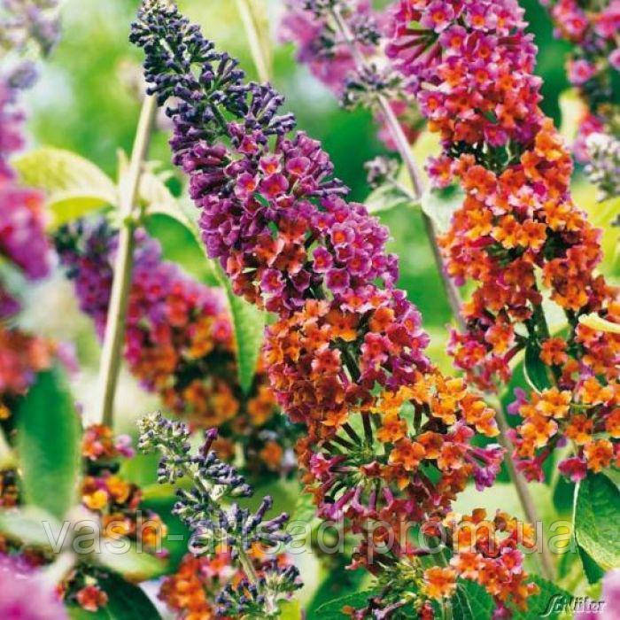 Будлея Давида 'Флауер Пауер' (Buddleja davidii Flower Power): продажа ...