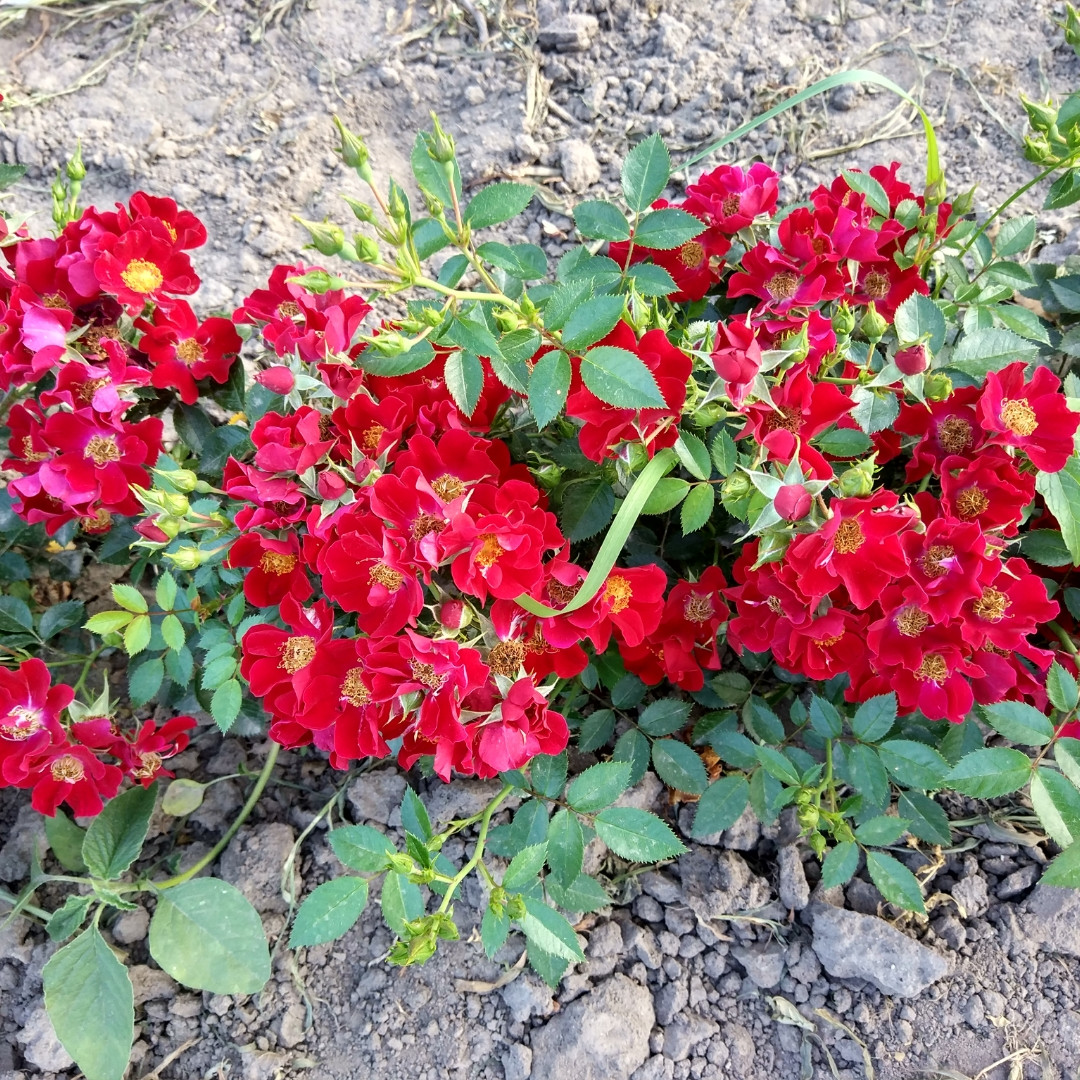 Роза Биненвайде Рот (Bienenweide Rot) Почвопокровная, ціна 90 грн ...