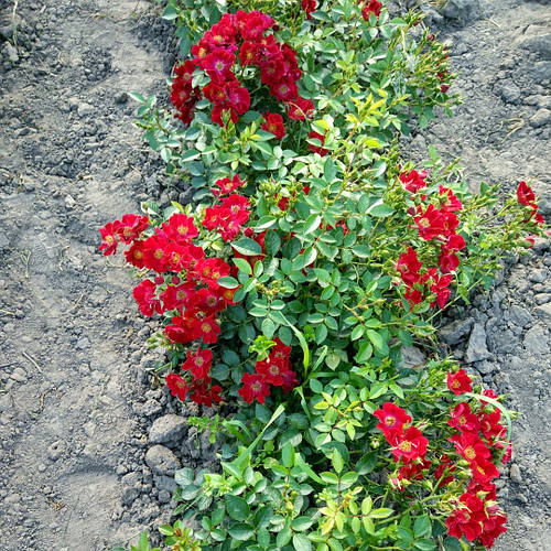 Роза Биненвайде Рот (Bienenweide Rot) Почвопокровная, ціна 90 грн ...