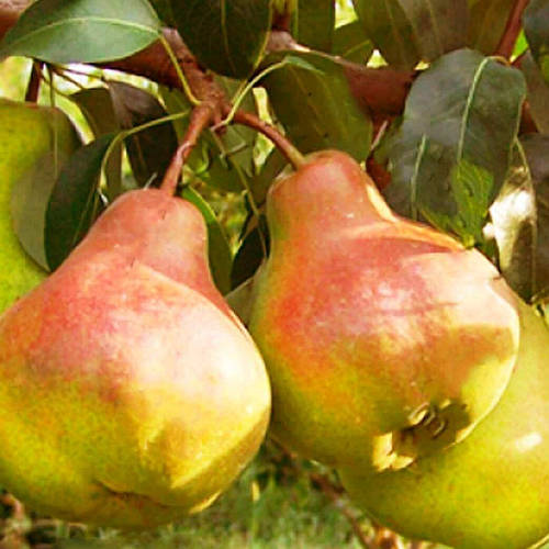 Саженцы груши Левен - осеннего срока, крупная, скороплодная, цена: 180 ...