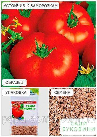 Томат 'Волгоградський 323' (Зипер) ТМ 'Весна' 1г — Купити Недорого на ...