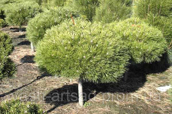 Сосна черная Брепо (Pinus nigra Brepo): продажа, цена в Харькове ...