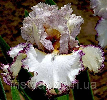 Купити Ірис Cloud Gate Клауд Гэйт (Black 2018) (саджанці), ціна 250 грн ...