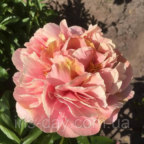 Півонія triphena parkin Трифена Паркін (fawkner 2009) (саджанці) (ID ...
