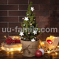 Живая Ель, Елка в Горшке на Новый Год, Новогодняя Ель, Елка Живая ...