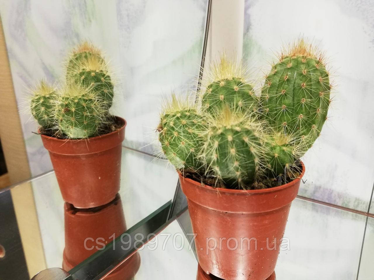 Купить Кактус 39, цена 72 ₴ — Prom.ua (ID#600796439)