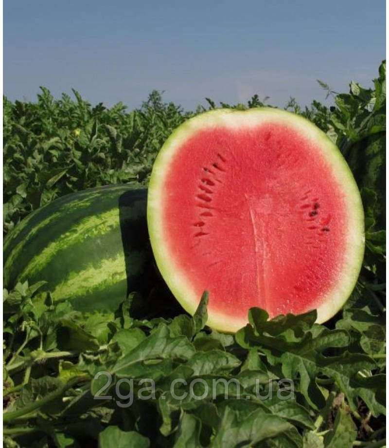 Кримсон Руби F1 / Crimson Ruby F1 - Арбуз, Sakata. 1000 насіння: продаж ...