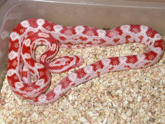 Купить Маисовый полоз альбинос яркие змеи для экстравагантных личностей ...