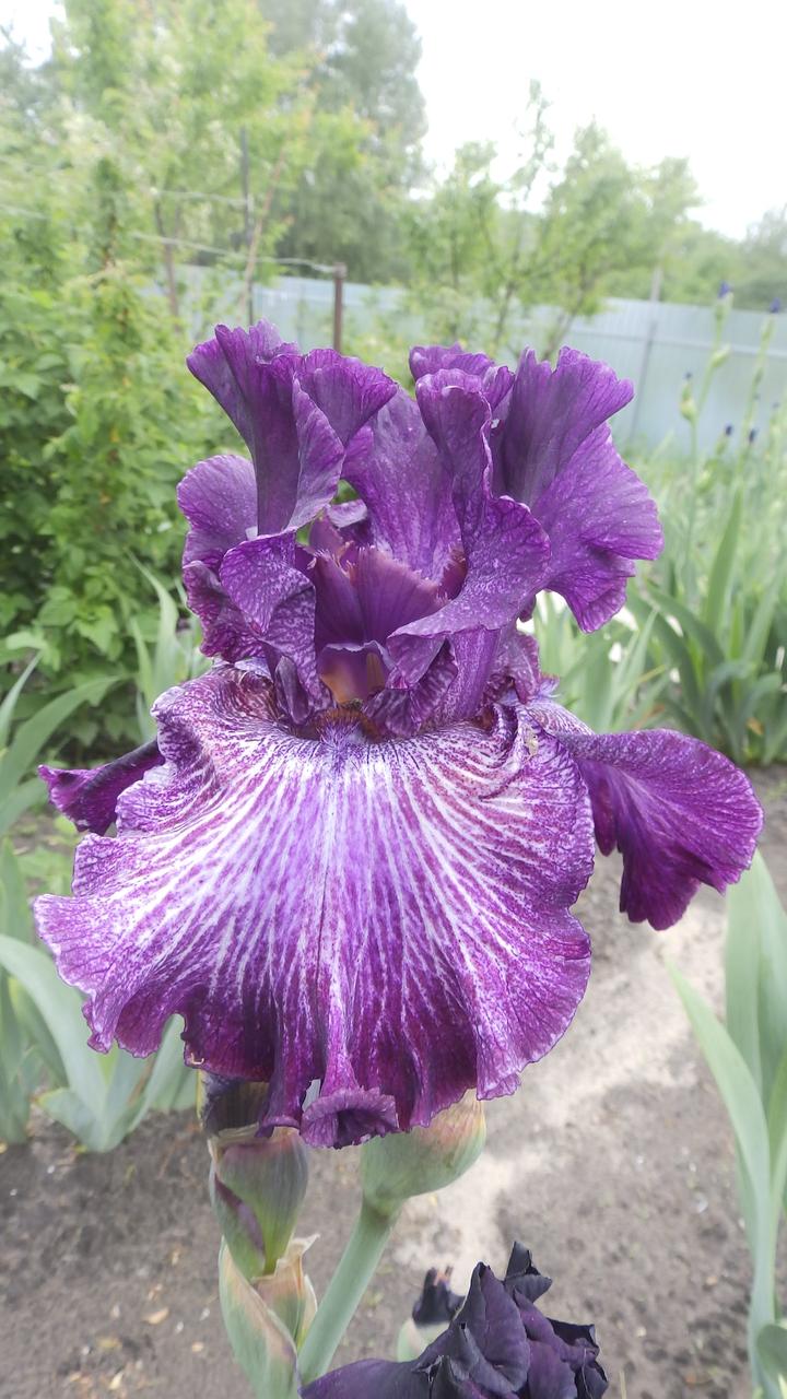 Ирис Laugh Lines (Лауф Линез), Гио .99 (ID#1103684686), цена: 40 ...