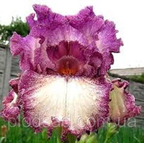Купити Ірис бородатий Brazen Beauty (Бразене Б'юті) 33, ціна 55 ...