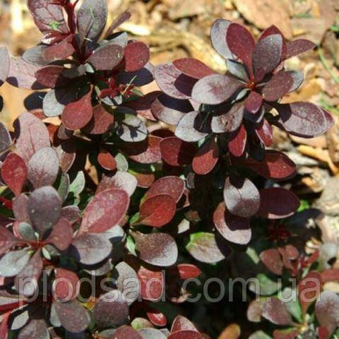 Барбарис Тунберга Chocolate (ID#1106343539), цена: 120 ₴, купить на Prom.ua